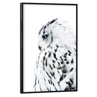 artboxONE Poster mit schwarzem Rahmen 75x50 cm Natur White Owl - Bild owl Black and White Eule