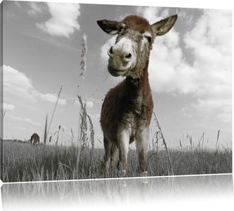 Pixxprint Esel in einem Feld in sonnigen Tag B&W Detail, Größe: 120x80cm, Leinwandbild, fertig gespannt, Wandbild, Dekoration, Kunstdruck, kein Poster