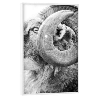 artboxONE Poster mit wei&szlig;em Rahmen 30x20 cm Tiere Ram Hill - Bild Sheep Animal Portrait Blue