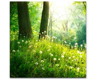 Paul Sinus Art Leinwandbilder | Bilder Leinwand 90x90cm Pusteblumen im Wald