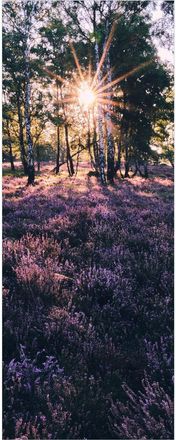 Wallario Glasbild Heide im Morgenlicht - 50 x 125 cm Wandbilder Glas in Premium-Qualit&auml;t: Brillante Farben, freischwebende Optik