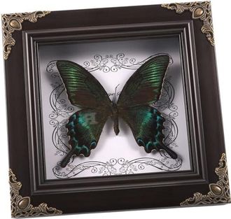 Cabilock Cadre Dor&eacute; Boitier Cadre Photo Sp&eacute;cimen De Taxidermie Vintage D&eacute;coration Murale Sp&eacute;cimen De Affichage De Taxidermie Vrai Bureau Ancien Installer Plast