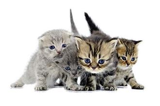 Scenolia Dekotafel Acrylglas Kätzchen 60 x 40 cm | Wanddekoration Qualität 100