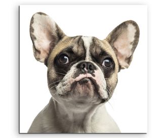 Paul Sinus Art Sinus Art Wandbild quadratisch 60x60cm Tierfotografie - Franz&ouml;sische Bulldogge mit Schmollmund