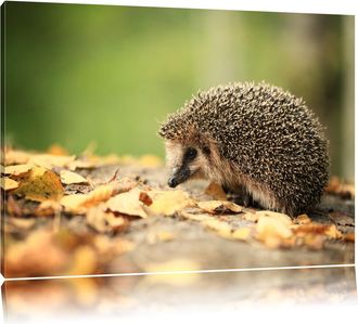 Pixxprint Igel im Laub, Größe: 80x60cm, Leinwandbild, fertig gespannt, Wandbild, Dekoration, Kunstdruck, kein Poster