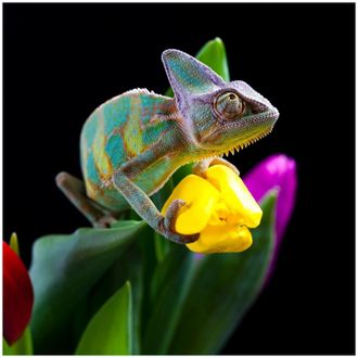 Wallario Sticker/Aufkleber für Kühlschrank/Geschirrspüler/Küchenschränke, Selbstklebende Folie - 60 x 60 cm, Motiv: Chamäleon im Blütenmeer