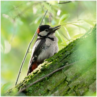 Wallario Sticker/Aufkleber f&uuml;r K&uuml;hlschrank/Geschirrsp&uuml;ler/K&uuml;chenschr&auml;nke, Selbstklebende Folie - 60 x 60 cm, Motiv: Specht im gr&uuml;nen Versteck