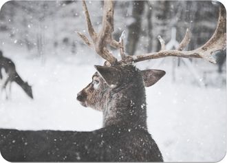 Fabulous Platzsets mit Unterseite aus Kork, Motiv: Rentier im Schnee, Wildleben, Winter, kalt, gro&szlig;, 39,5 x 28,5 cm, 4 St&uuml;ck