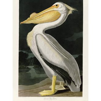 Artery8 Audubon Vögel Weißer Pelikan Kunstplakat Ungerahmter großer Druck 46x61 cm