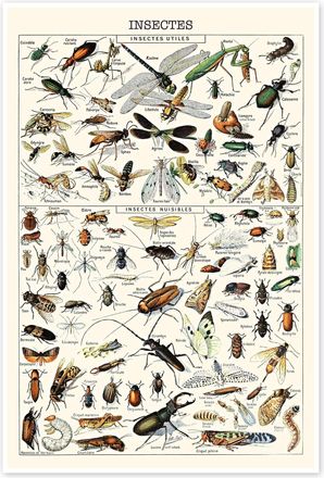 Posterlounge Insekten I, 1923 (franz&ouml;sisch) Poster von Adolphe Millot 40 x 60 cm Bunt Wandbilder Wanddeko