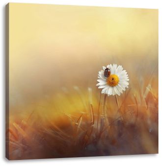 Pixxprint Gänseblümchen mit Marienkäfer im Gras, Größe: 60x60, Leinwandbild Quadratisch, Wandbild, Kunstdruck, fertig bespannt