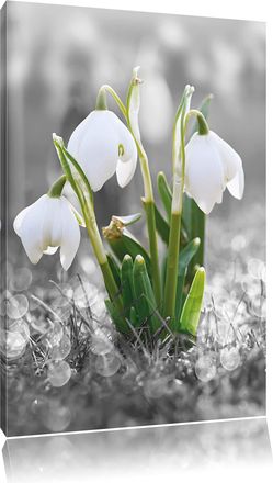 Pixxprint sch&ouml;ne Schneegl&ouml;ckchen im Morgentau, Gr&ouml;&szlig;e: 60x40cm, Leinwandbild, fertig gespannt, Wandbild, Dekoration, Kunstdruck, kein Poster