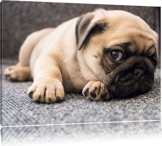 Pixxprint Süßer Mops auf Teppich, Größe: 120x80cm, Leinwandbild, fertig gespannt, Wandbild, Dekoration, Kunstdruck, kein Poster