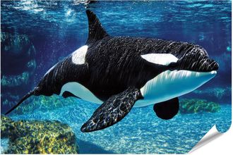Islandburner Prime XXL Bild Poster Schwimmender Orca im klaren Wasser für Wohnzimmer Naturliebhaber Wellnessbereich Premium Bilder Fotodruck