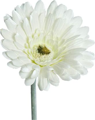 Matches 21 matches21 Gerbera Kunstblume für Blumengestecke künstliche Blume Blüten Kunststoff 1 STK Ø 10x56 cm - cremefarben