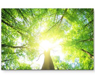 Paul Sinus Art Leinwandbilder | Bilder Leinwand 120x80cm ein Wald an einem sonnigen Tag