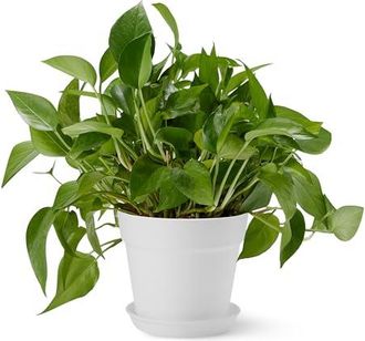 Amazon Basics Blument&ouml;pfe, 14 x 14 x 16 cm, Wei&szlig;, 1er-Pack