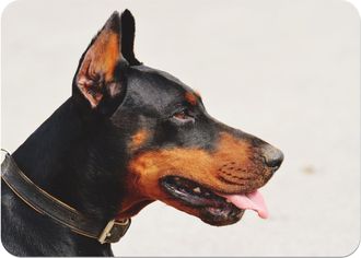 Fabulous Set mit 4 Platzsets, weiche Unterseite aus Kork, Dobermann, gro&szlig;er Hund, gro&szlig;es Format, 39,5 x 28,5 cm