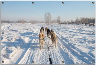 Wallario Outdoor-Poster f&uuml;r Garten oder Balkon Hundeschlitten im Schnee, Motivbanner Gr&ouml;&szlig;e: ca. 80 x 120 cm, Outdoor-Bild