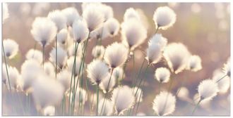 Artland ARTland Wanddeko Wandbild Alu Verbundplatte f&uuml;r Innen & Outdoor Bild 100 x 50 cm Natur Zauber Idyll Fr&uuml;hling Moor Pflanzen Gr&auml;ser Blumen Wollgras T2BZ