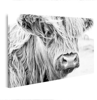 Islandburner Bild auf Leinwand Schottisches Hochlandrind Schwarz Wei&szlig; Fotografie Bilder Wandbilder 80x40cm