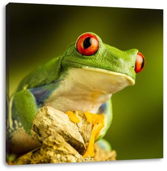 Pixxprint Gr&uuml;ner Rotaugen Frosch, Gr&ouml;&szlig;e: 40x40, Leinwandbild Quadratisch, Wandbild, Kunstdruck, fertig bespannt