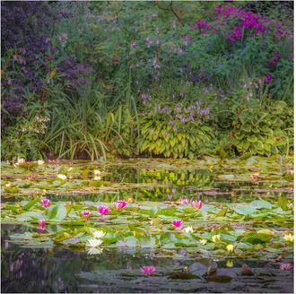 Wallario Sticker/Aufkleber f&uuml;r K&uuml;hlschrank/Geschirrsp&uuml;ler/K&uuml;chenschr&auml;nke, Selbstklebende Folie - 60 x 60 cm, Motiv: Bl&uuml;hender Seerosenteppich