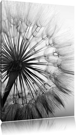 Pixxprint Schöne Pusteblume Schwarz, B&W, Größe: 120x80cm, Leinwandbild, fertig gespannt, Wandbild, Dekoration, Kunstdruck, kein Poster