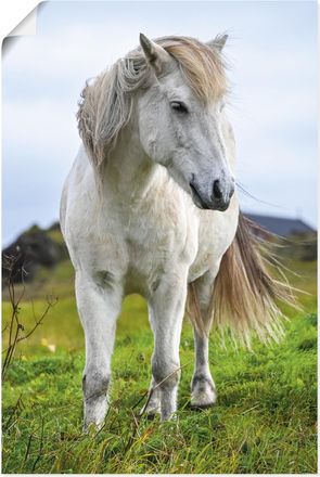 Artland Wanddeko Poster & Kunstdrucke Wandposter 40x60 cm Natur Pferde Weißes Islandpferd Pony U5LO