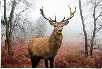 Reinders Poster, Hirsch im Wald, Schlafzimmer, Poster, Wanddeko, Room Decor, 150 gr. gl&auml;nzend Bilderdruckpapier, Braun, 61 x 91,5cm