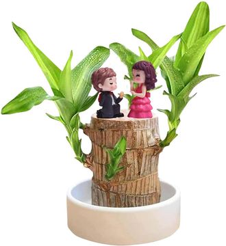 Generic Brasilianisches Gl&uuml;cksholz, Brazilian Wood, Gl&uuml;cksholzpflanze mit Figur, Keramiktopf, Lucky Bamboo, Sprie&szlig;ende Zimmerpflanze f&uuml;r Jahrestag Geschenk, V