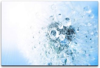 Paul Sinus Art Pusteblume mit Tropfen Wandbild in verschiedenen Größen Wähle Deine Größe 100x70cm