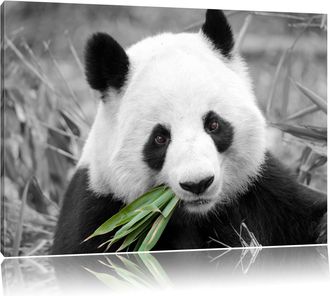 Pixxprint kuscheliger Panda frisst Bambus B&W, Größe: 120x80cm, Leinwandbild, fertig gespannt, Wandbild, Dekoration, Kunstdruck, kein Poster