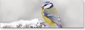 Paul Sinus Art Leinwandbilder | Bilder Leinwand 120x40cm Blau/gelber Vogel im Winter