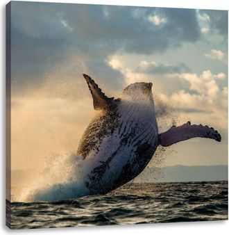 Pixxprint Buckelwale Kanada, Größe: 40x40, Leinwandbild Quadratisch, Wandbild, Kunstdruck, fertig bespannt