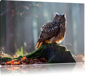 Pixxprint die erschrockene Eule auf dem Baumstamm, Größe: 120x80cm, Leinwandbild, fertig gespannt, Wandbild, Dekoration, Kunstdruck, kein Poster