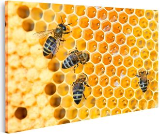 Islandburner Bild auf Leinwand Bienen Honigwaben Honig Bienen Bilder Wandbilder Poster