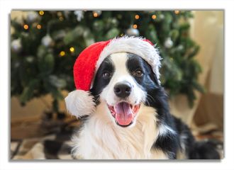 Wallario selbstklebendes Poster - Weihnachtsfreude auf Vier Pfoten, Aufkleber in Premiumqualit&auml;t, Klebefolie Gr&ouml;&szlig;e: 70 x 100 cm (Riesenposter)