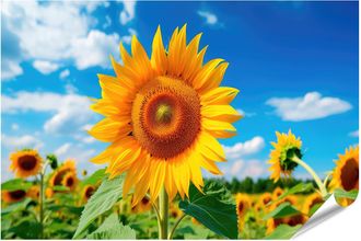Islandburner XXL Bild Poster Feld voller Sonnenblumen unter blauem Himmel in schöner Sommerlandschaft Premium Bilder Fotodruck