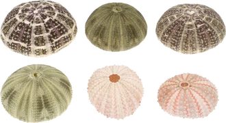 Yarnow Muschel Deko Nautische Seeigel Muscheln Ornamente Aquarium Fischtank Reptil Box DIY Handwerk Ornament für DIY Bonsai Vase Pflanzen Füllstoffe Hochzeit