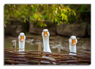 Wallario selbstklebendes Poster - Neugierige G&auml;nse am Zaun, Aufkleber in Premiumqualit&auml;t, Klebefolie Gr&ouml;&szlig;e: 70 x 100 cm (Riesenposter)