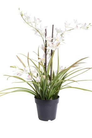 Botanic-Haus künstliche Orchidee (Orchideen Pflanze/Cymbidium) im schwarzen Kunststofftopf mit Rispen, Blättern und Luftwurzeln (Creme)