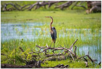 Wallario K&uuml;chenr&uuml;ckwand aus Glas 90 x 60 cm, Motiv: Graureiher am Wasser | Spritzschutz abwischbar & pflegeleicht