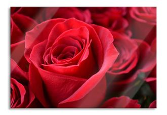 Pixxprint Glasbild, Wandbild aus Echtglas, Romantische Rosen, 100x70 cm, inkl. Aufhängung und Abstandshalter