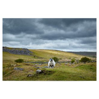 artboxONE Poster 90x60 cm Natur Dartmoor hochwertiger Design Kunstdruck - Bild Schaf Devon England
