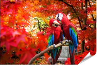 Islandburner XXL Bild Poster Papageien Im Herbstlaubzt Premium Bilder Fotodruck