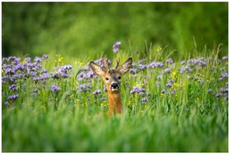 Wallario K&uuml;chenr&uuml;ckwand aus Glas 90 x 60 cm, Motiv: Rehbock auf Wiese | Spritzschutz abwischbar & pflegeleicht