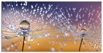 Artland ARTland Wanddeko Glasbilder Wandbild Glas Bild einteilig 60x30 cm Querformat Blumen Pusteblume Wassertropfen Natur Modern Orange U1TA