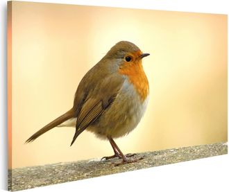 Islandburner Prime Bild auf Leinwand Rotkehlchen Leinwandbilder Poster Wandbild Bilder