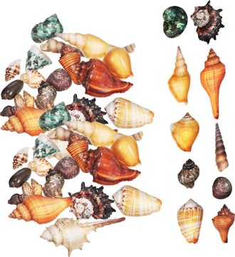 SOLUSTRE Kleine Krabbenschalen Muscheln Bastelschalen Natürliche Meeresschalen Vielseitig Einsetzbar für Bastelprojekte und Wohnaccessoires